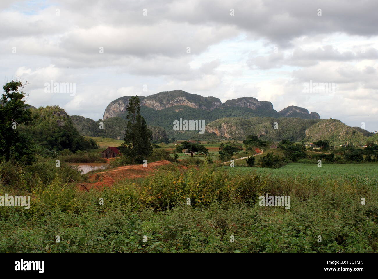 Mogotes cuba plants hi-res stock photography and images - Alamy