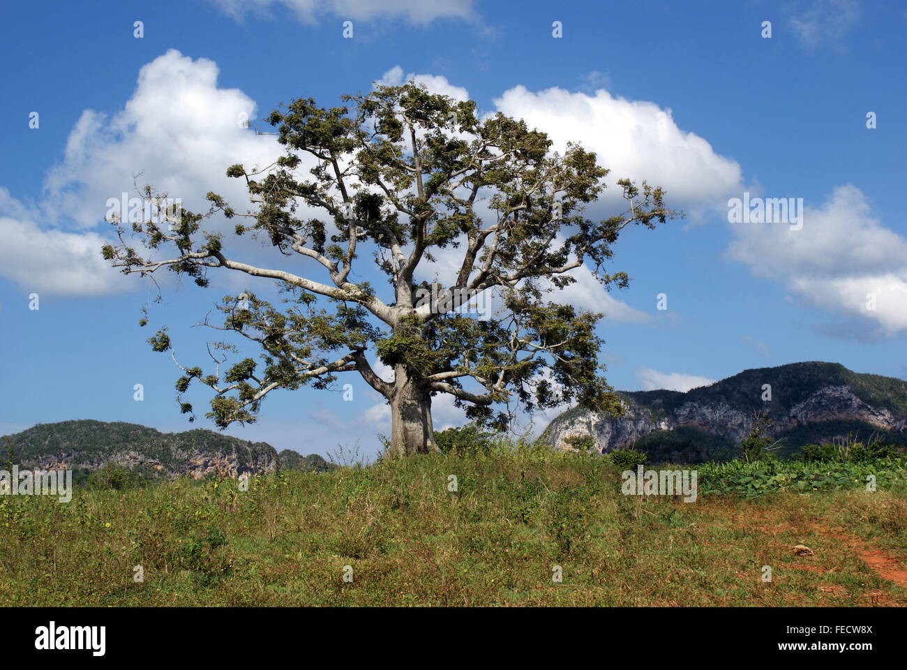 Single tree vista hi-res stock photography and images - Alamy