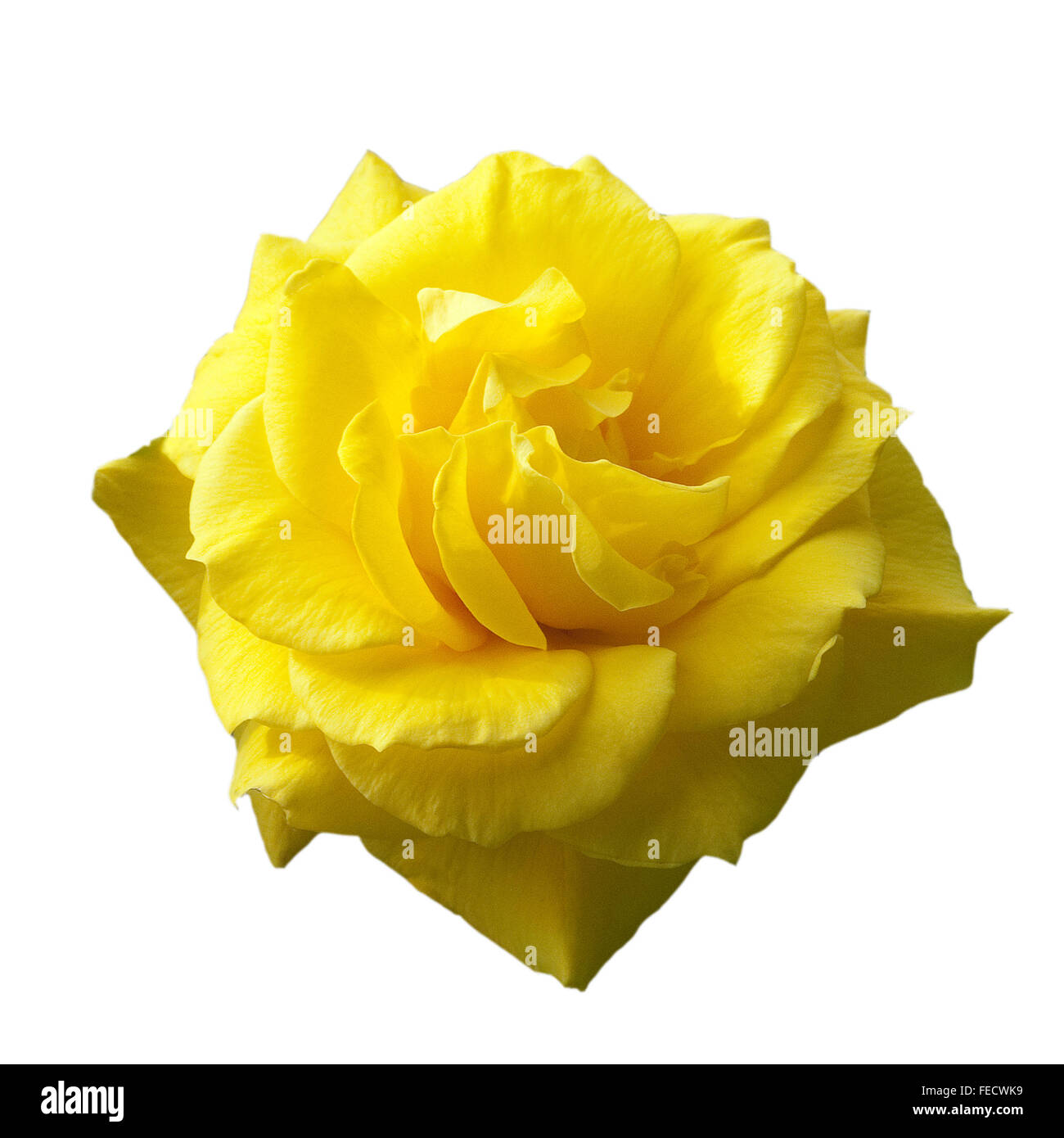 Gelbe rosen Cut Out Stock Images & Pictures - Alamy
