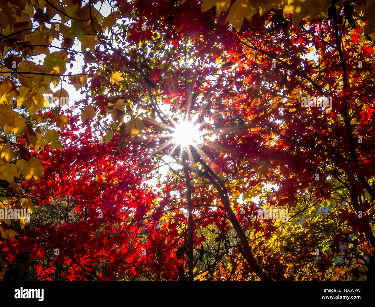 Sun beaming through the trees hi-res stock photography and images - Alamy