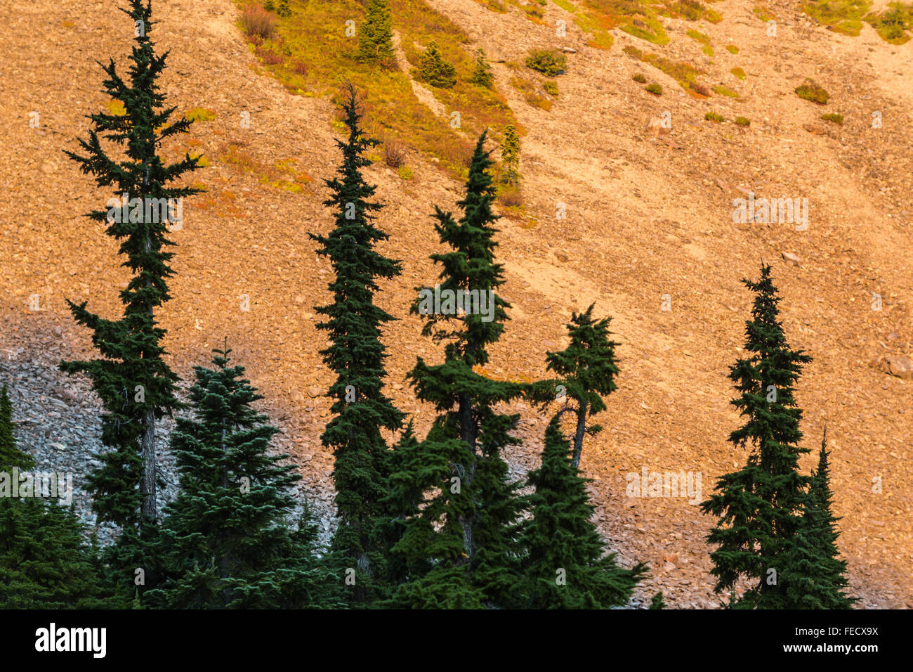 Conifer trees in subalpine zone against a talus slope on the side of ...