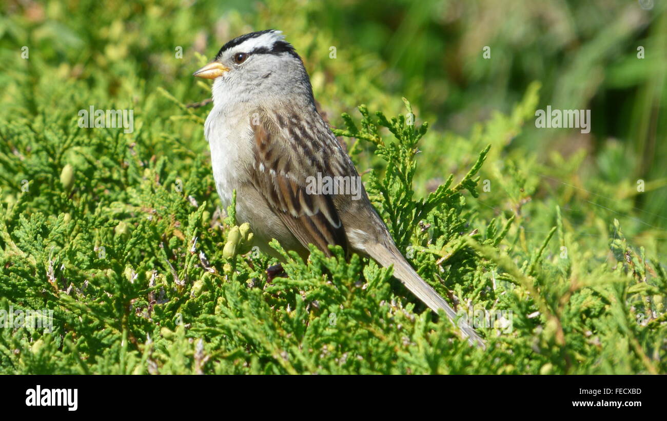 White crowned tree sparrow, (Zonotrichia leucophrys Stock Photo - Alamy