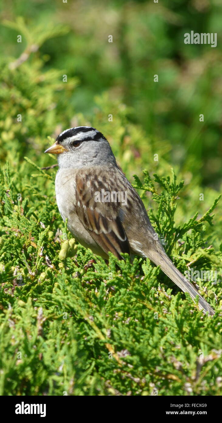 White crowned tree sparrow, (Zonotrichia leucophrys Stock Photo - Alamy