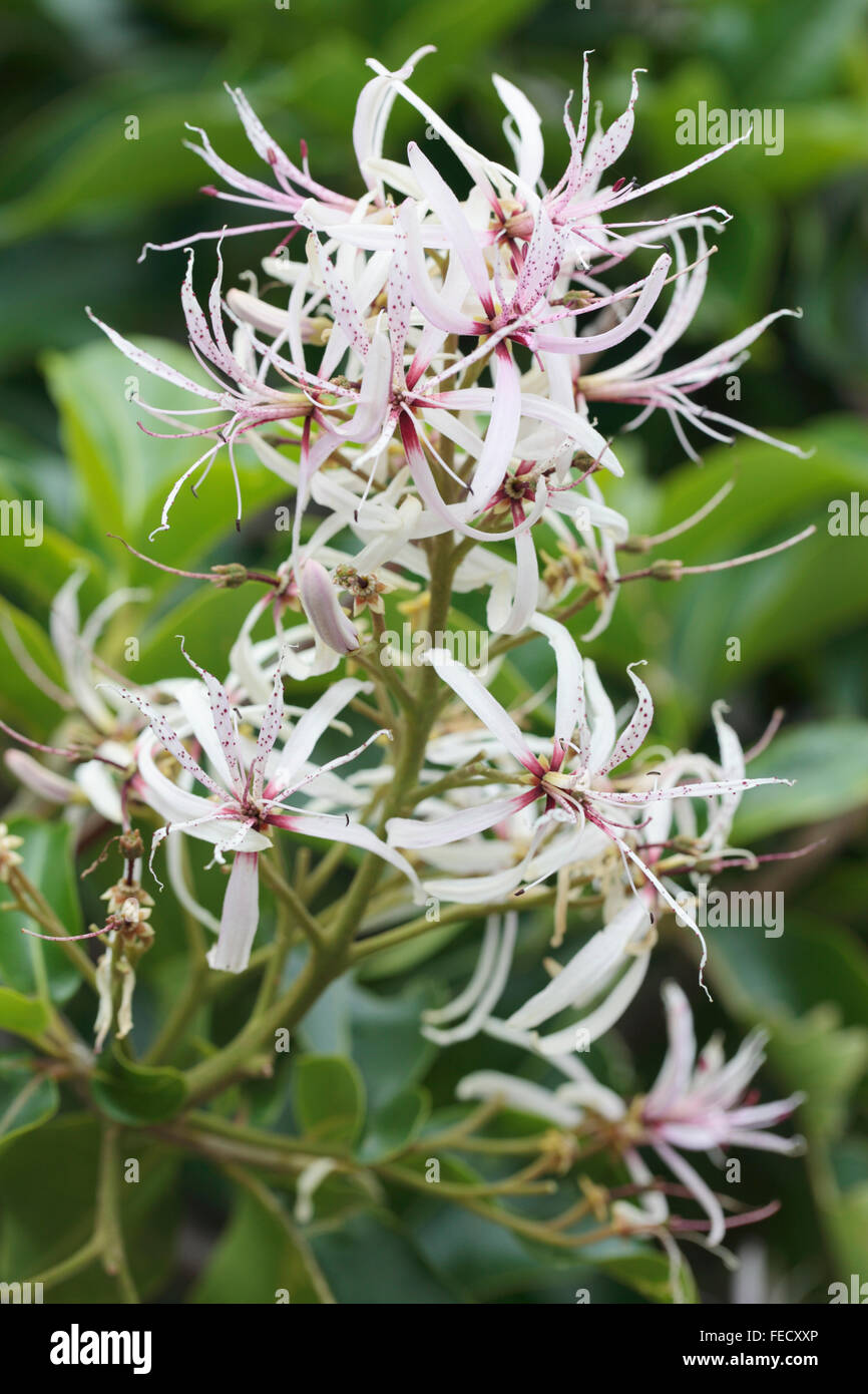 Calodendrum capense - Cape Chestnut, Wild Chestnut, Cape Town, South ...