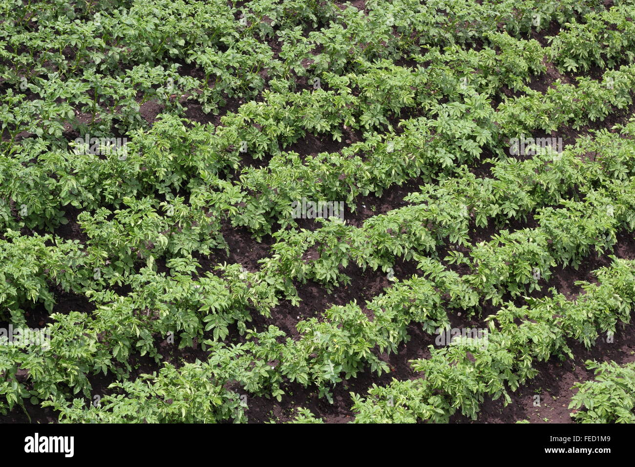 Green potato beds on the farm diagonal photo Stock Photo - Alamy