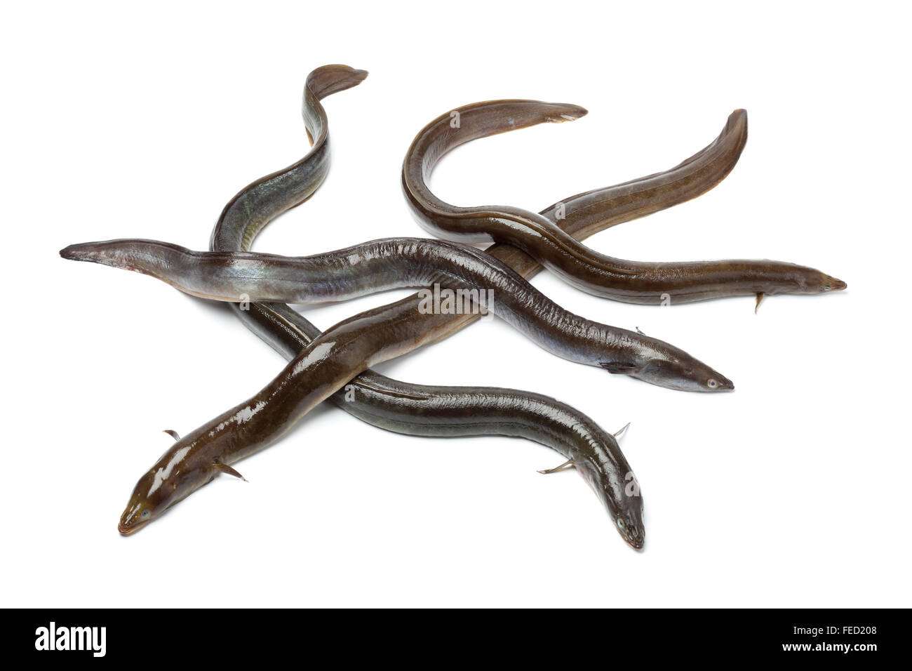 European eel hi-res stock photography and images - Alamy