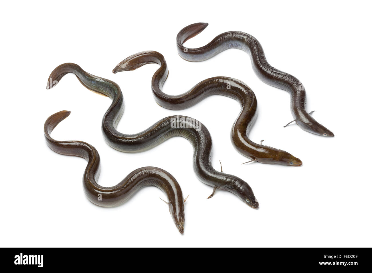 Fresh European eel on white background Stock Photo - Alamy