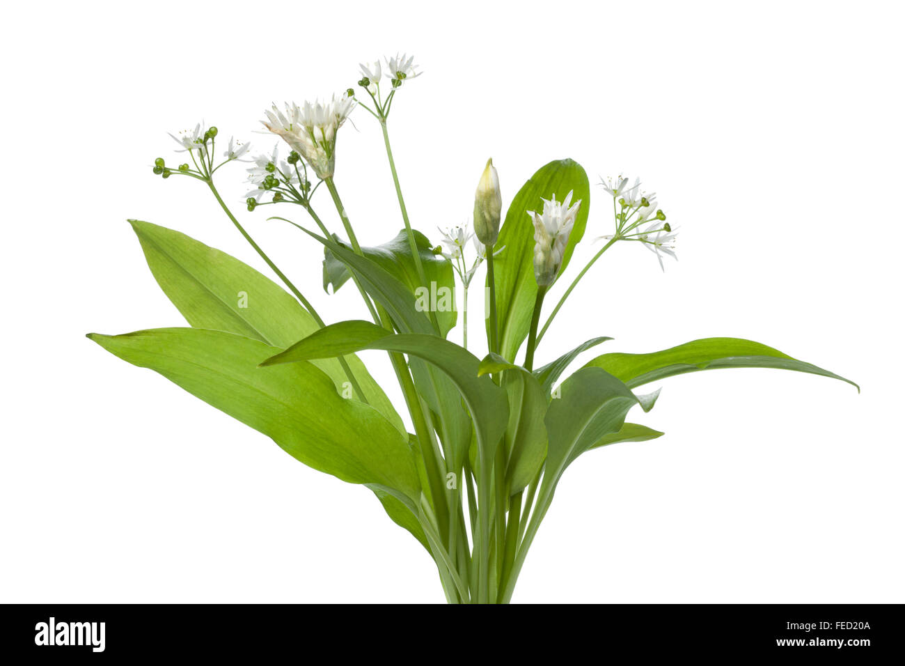Fresh blooming Ramson on white background Stock Photo - Alamy