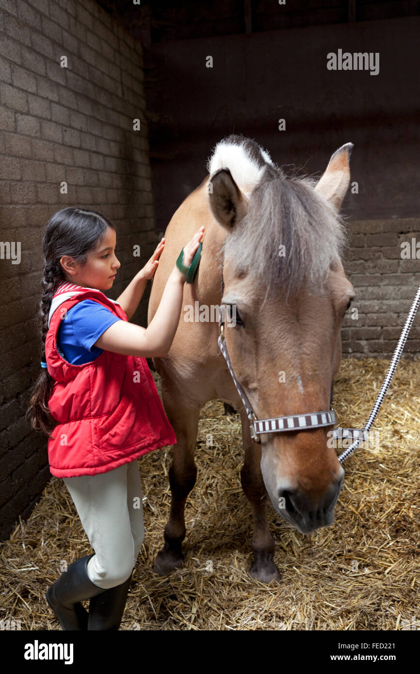 Little girl is brushing her favorite pony in the stable Stock Photo - Alamy
