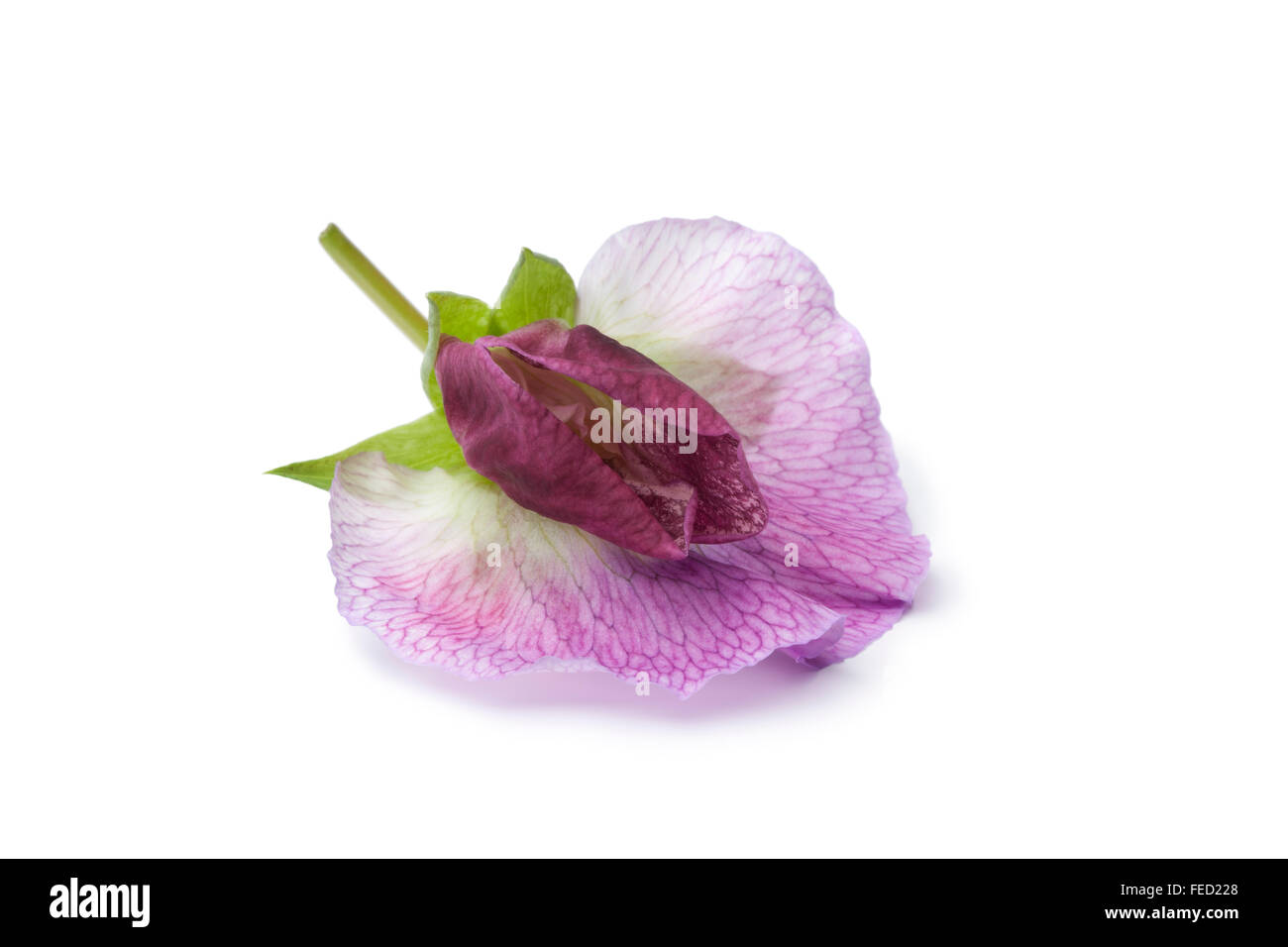 Single fresh Sweet pea flower on white background Stock Photo - Alamy