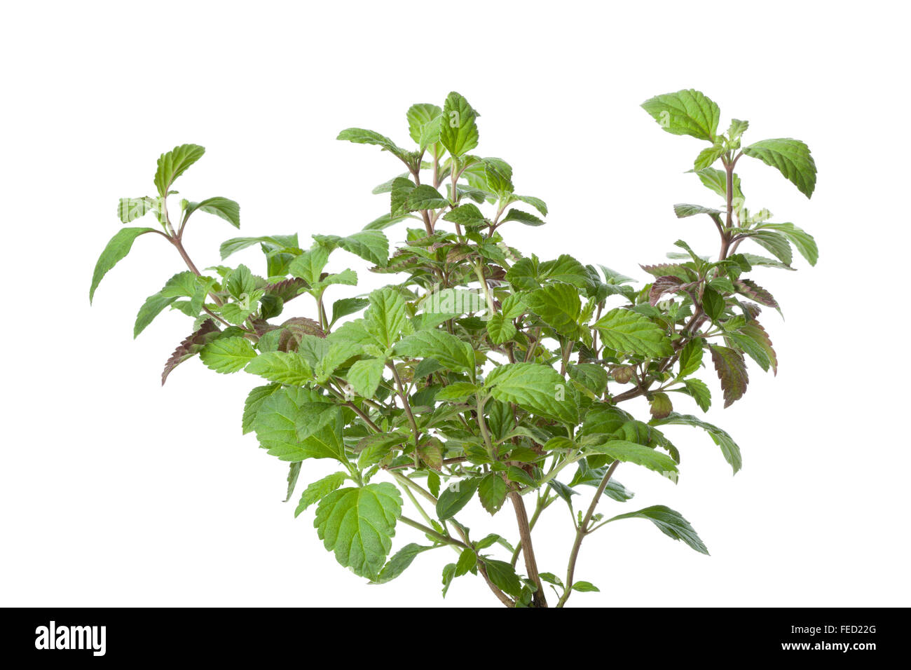 Aztec medicine hi-res stock photography and images - Alamy