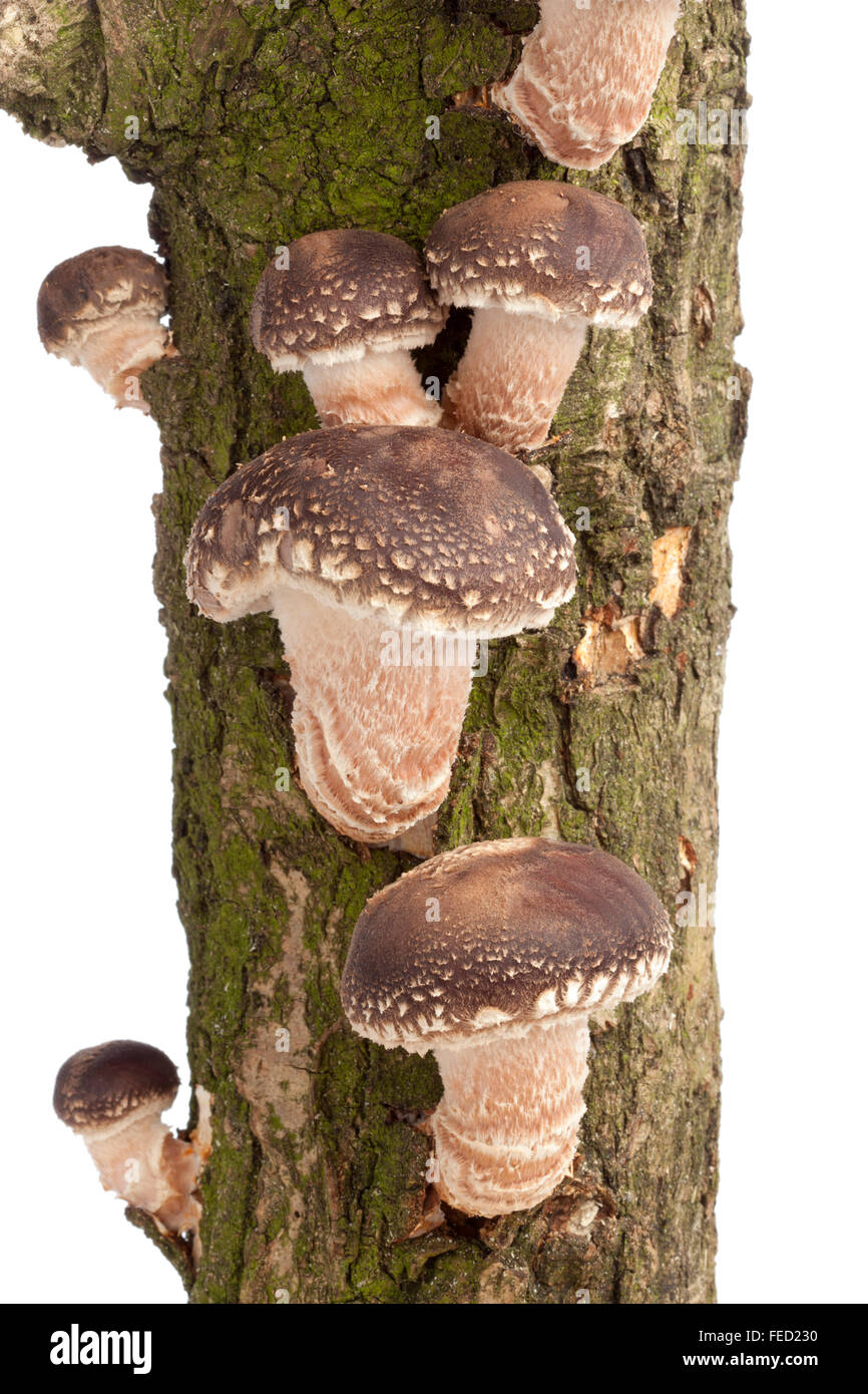 Shiitake hi-res stock photography and images - Alamy