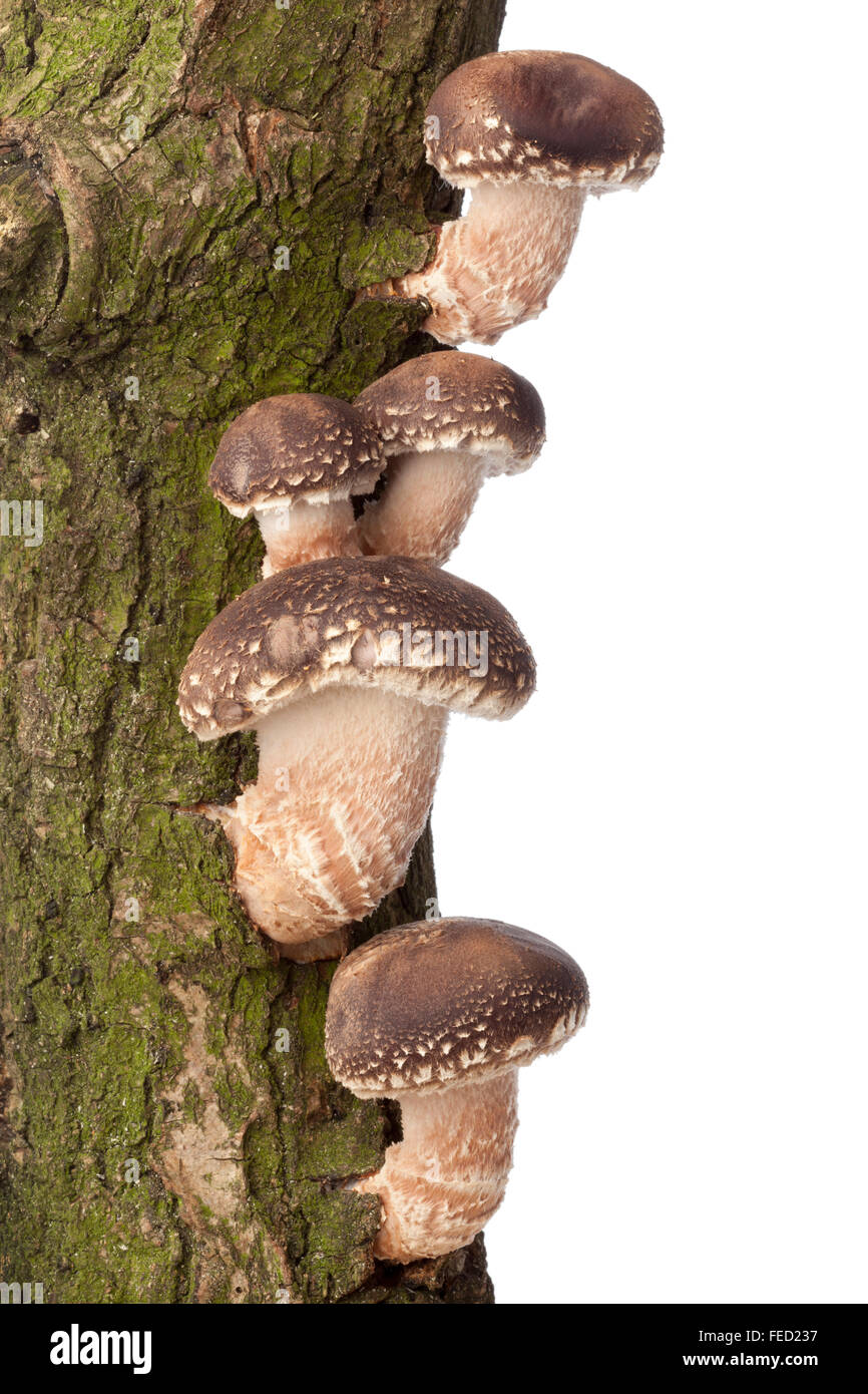Fresh Shiitake mushrooms growing on a tree on white background Stock ...