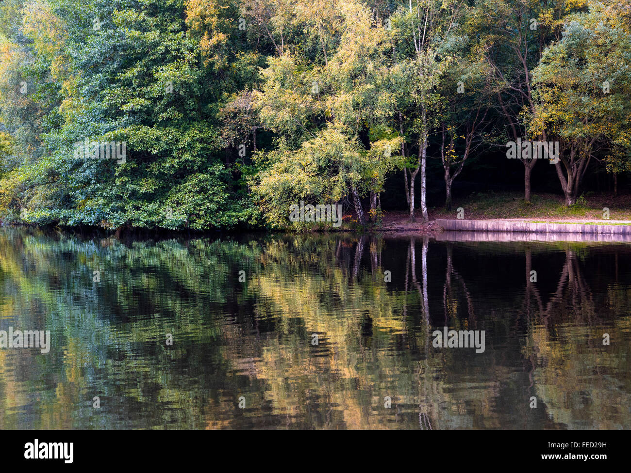 Mallards Pike Lake in the Forest of Dean, Gloucestershire, UK Stock ...