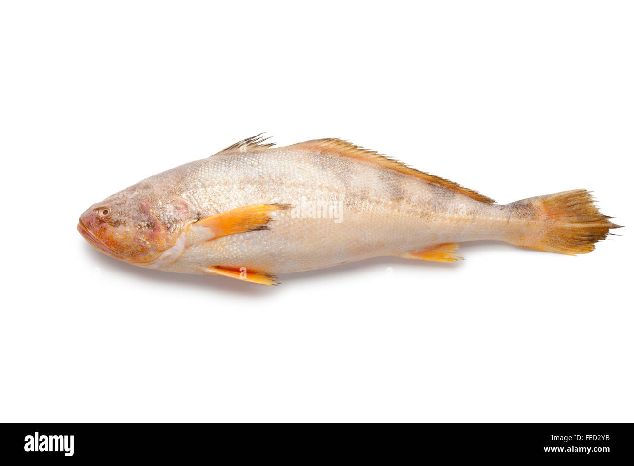 Snake mackerel fish hi-res stock photography and images - Alamy