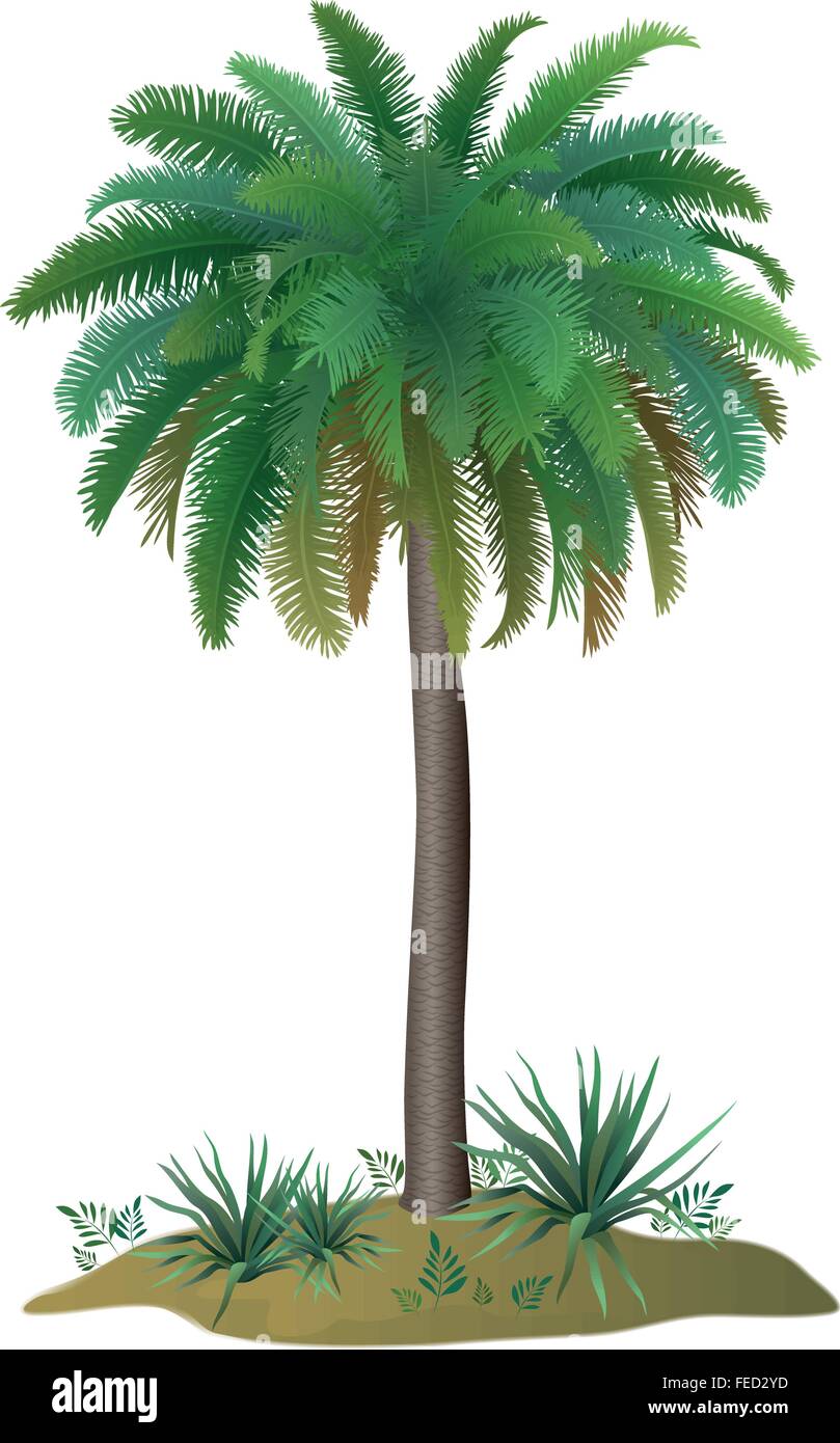 Palm tree illustration hi-res stock photography and images - Alamy