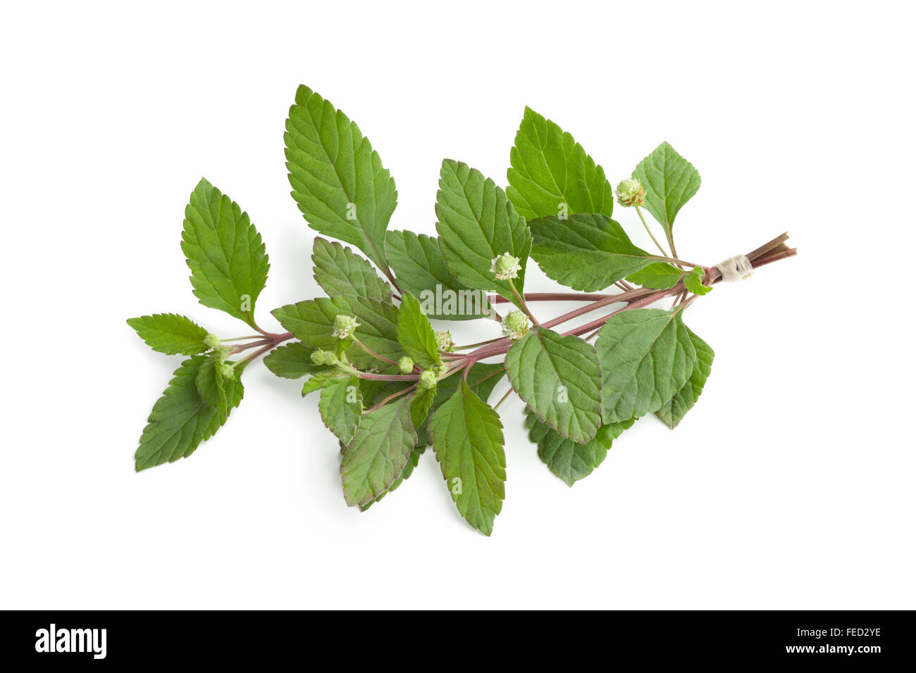 Aztec medicine hi-res stock photography and images - Alamy
