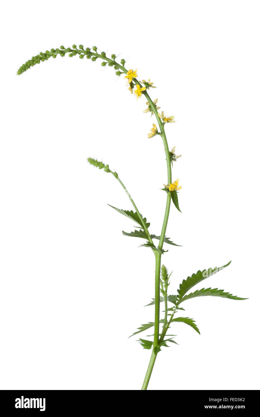 Agrimony herb agrimonia eupatoria hi-res stock photography and images ...