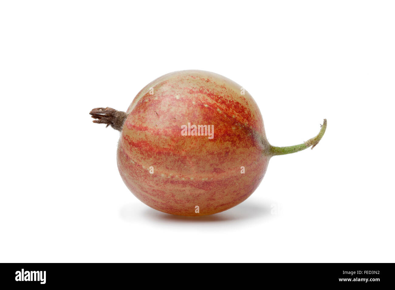 Gooseberry hi-res stock photography and images - Alamy