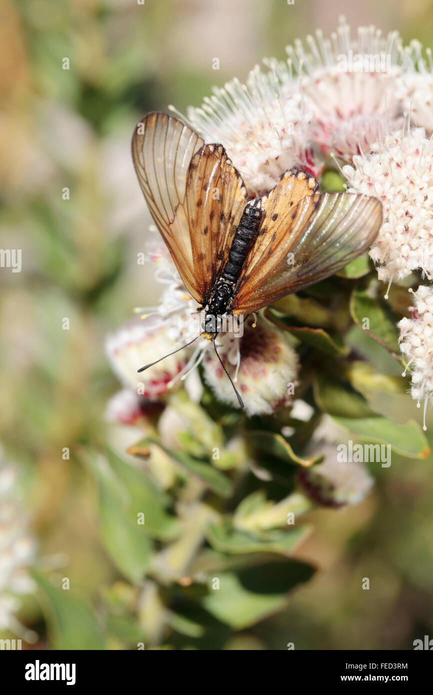 Garden acraea (Acraea horta) butterfly, Cape Town, South Africa Stock ...