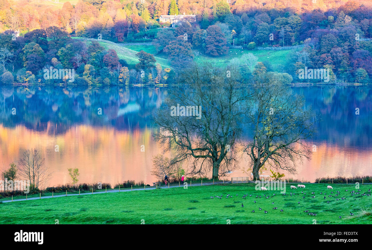 Lake Grasmere in autumn, Cumbria, UK Stock Photo - Alamy