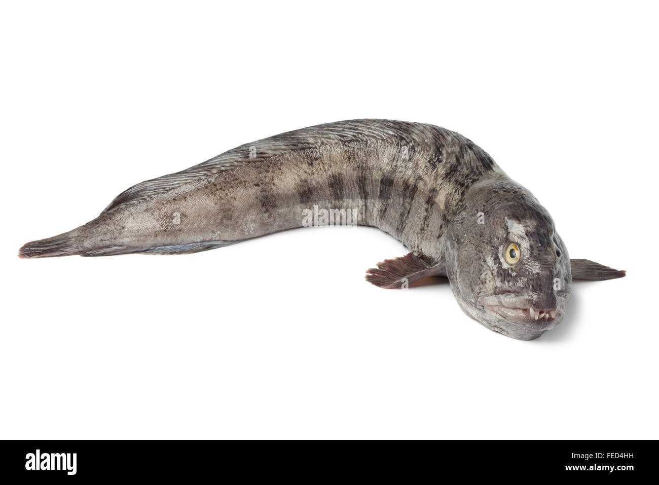 Seawolf hi-res stock photography and images - Alamy