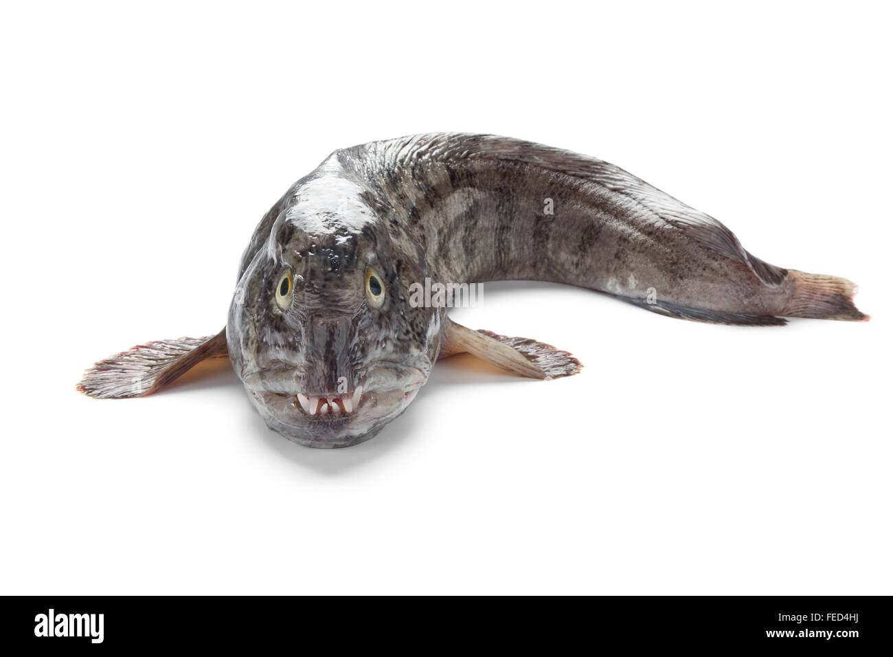 Atlantic wolffish hi-res stock photography and images - Alamy