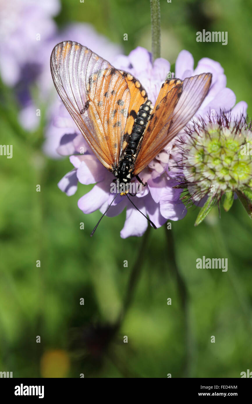Garden acraea (Acraea horta) butterfly, Cape Town, South Africa Stock ...