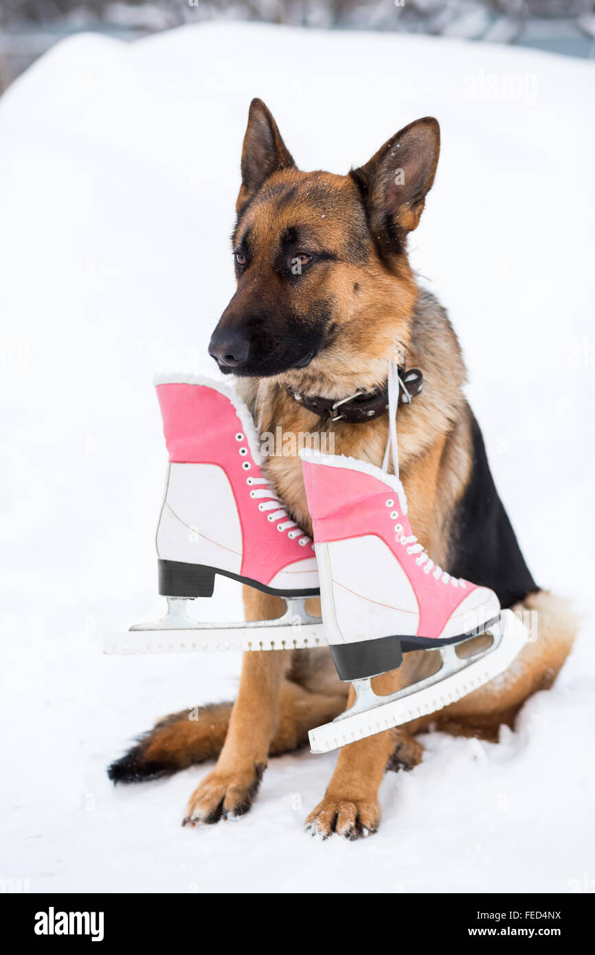 German shepherd dog wearing hat with racing skates Stock Photo - Alamy