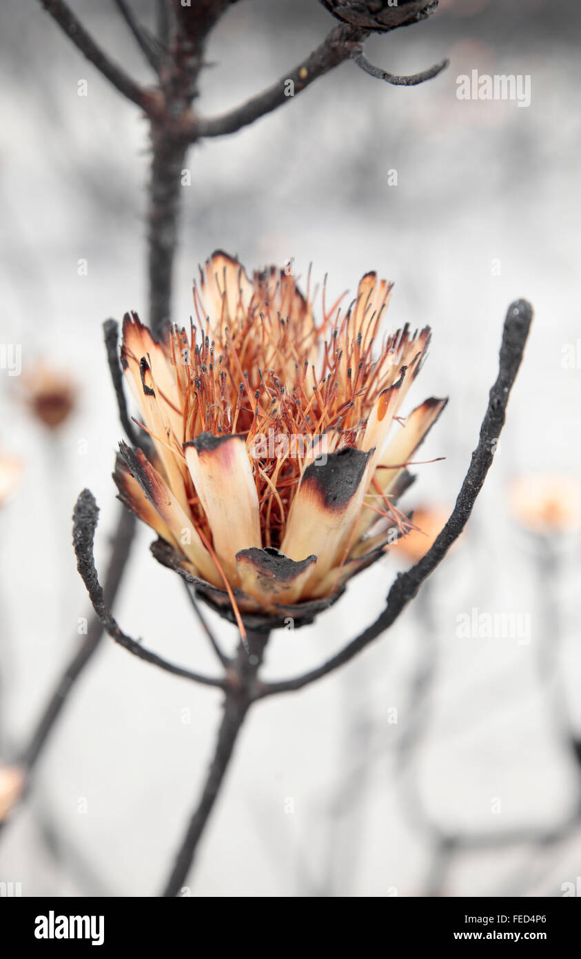 Protea Seeds after fire Table Mountain National Park, South Africa ...