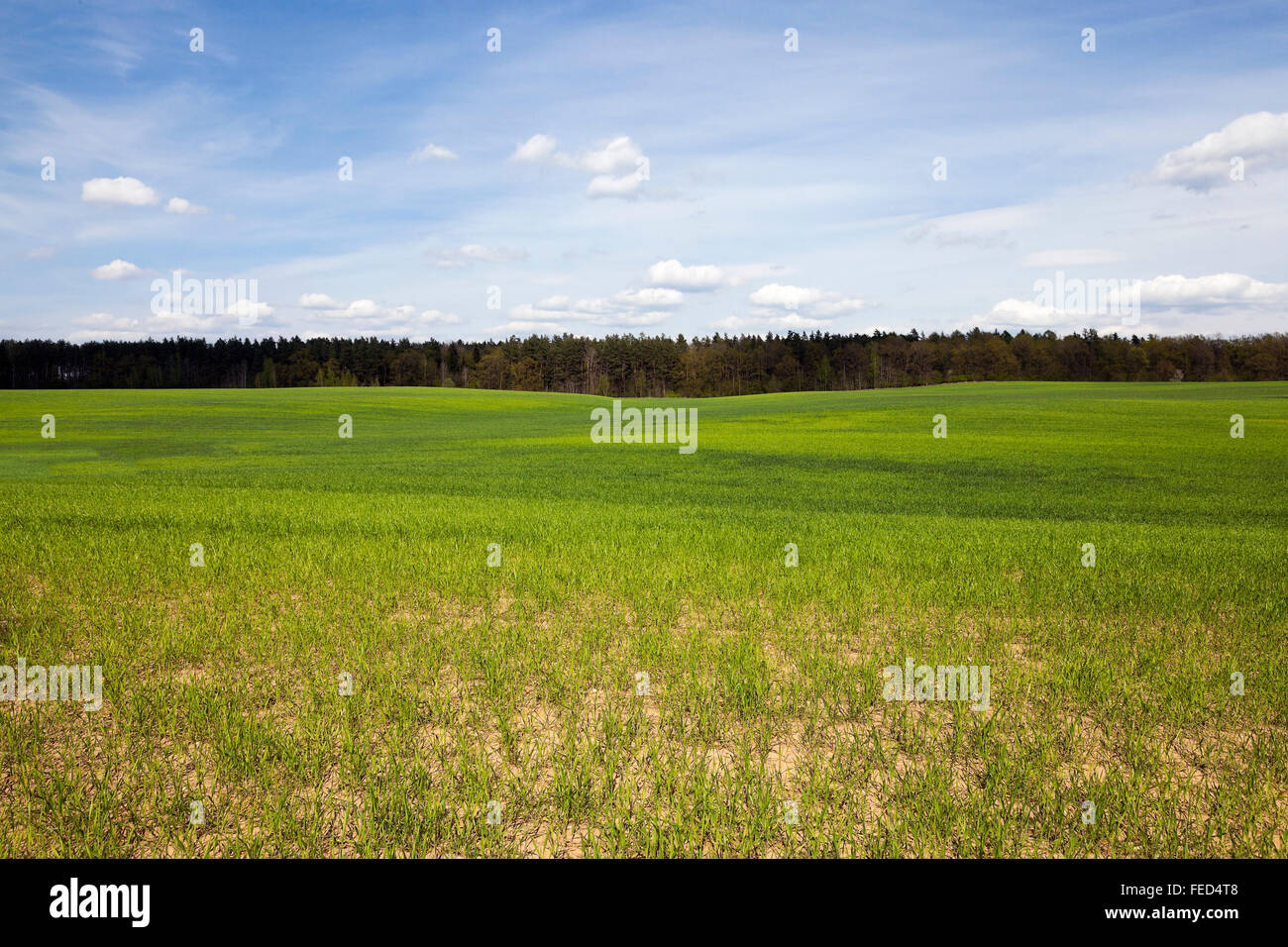 wheat field in spring Stock Photo - Alamy
