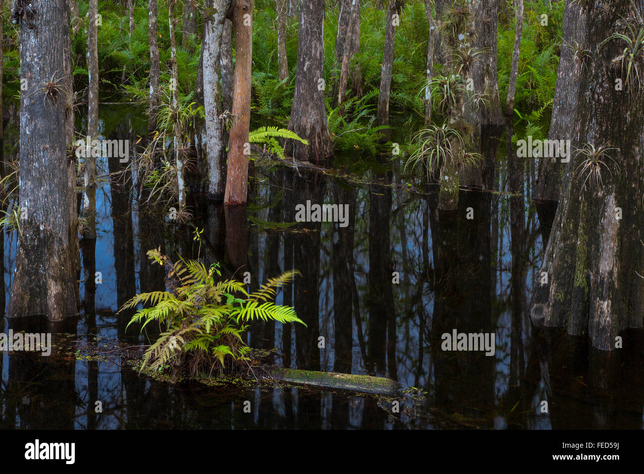 Cypress wetlands preserve hi-res stock photography and images - Alamy