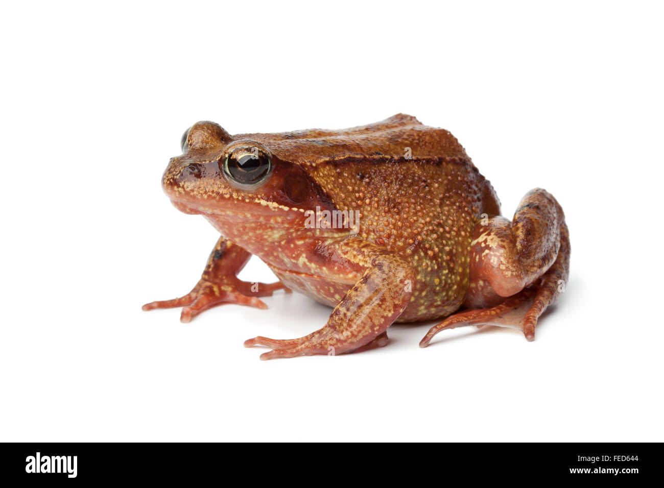 Side view of a single Common brown frog on white background Stock Photo ...