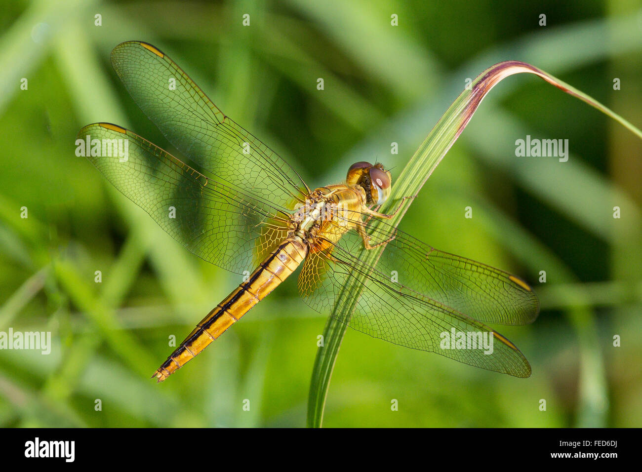 Blue Dasher Dragonfly Male And Female