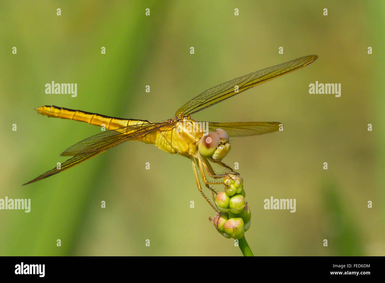 Close-up of Female Blue Dasher Dragonfly Stock Photo - Alamy