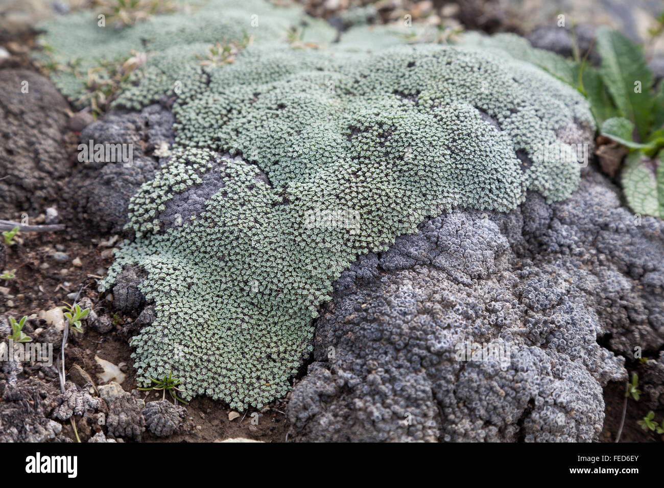 Lichen on the rocks in New Zealand rocks Stock Photo - Alamy