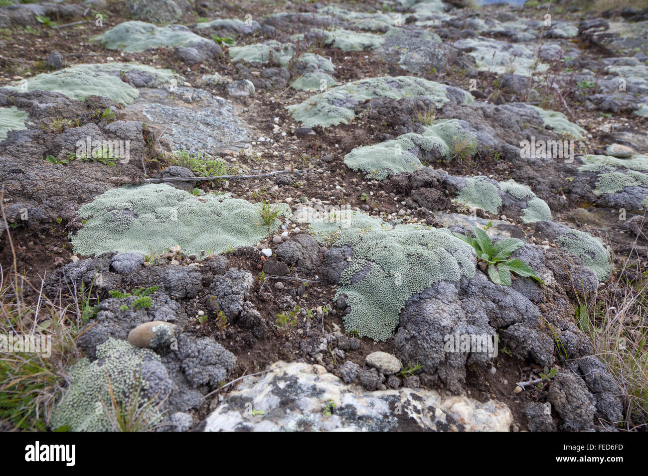 Lichen On Rocks