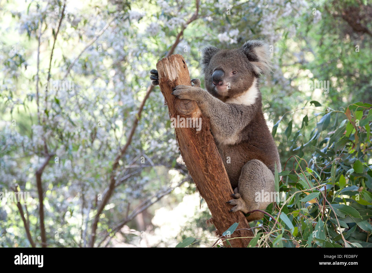 Koala on the tree hi-res stock photography and images - Alamy