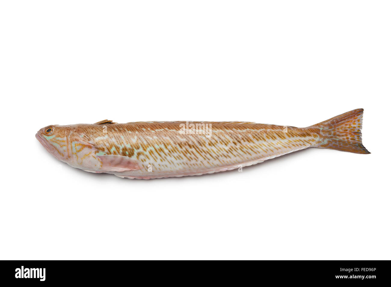 Fresh single weever fish on white background Stock Photo - Alamy