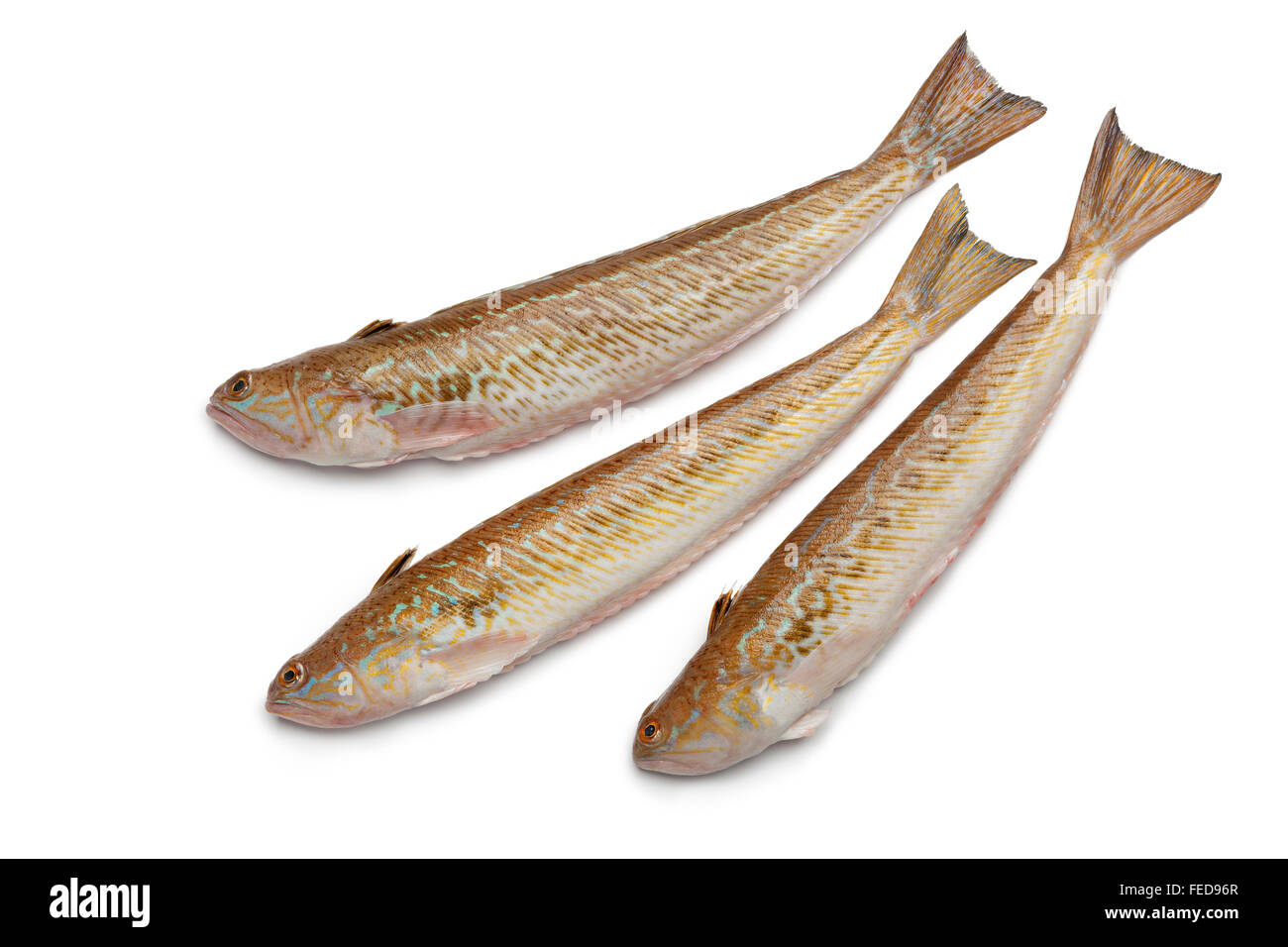 Weever fish hi-res stock photography and images - Alamy