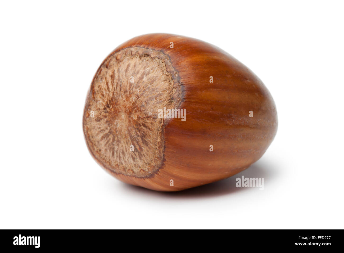 Single fresh Hazelnut on white background Stock Photo - Alamy
