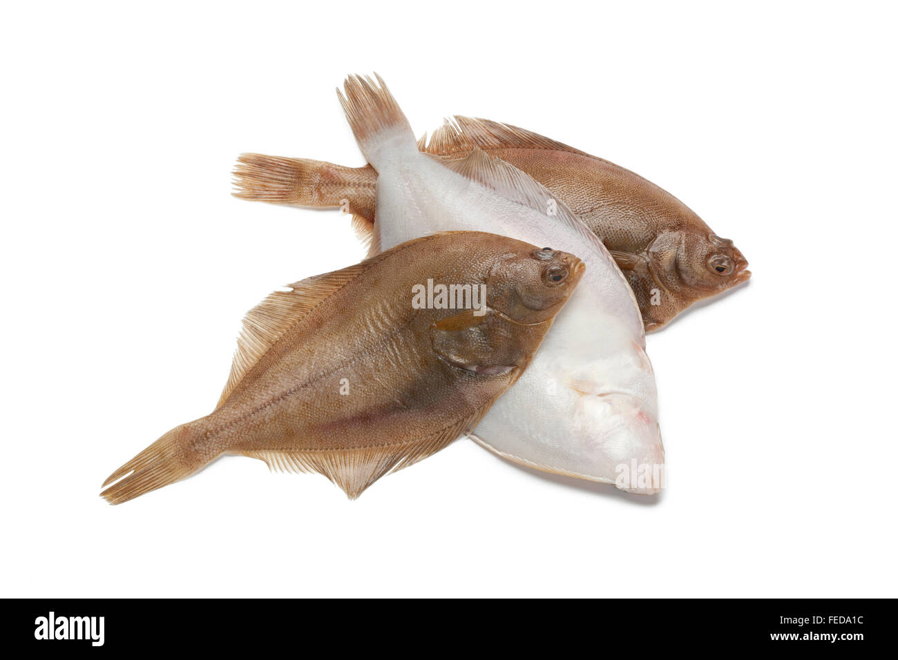 Dab fish studio Cut Out Stock Images & Pictures - Alamy