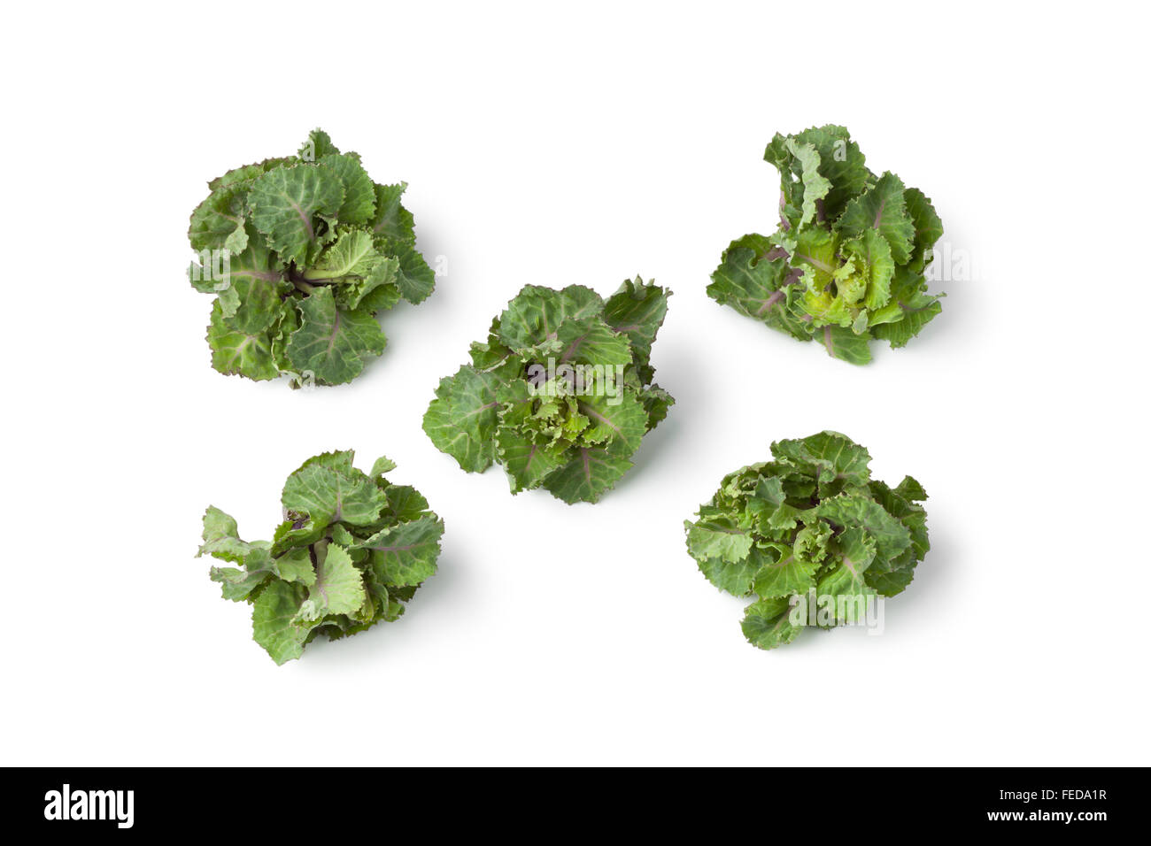 Fresh green flower sprouts on white background Stock Photo - Alamy