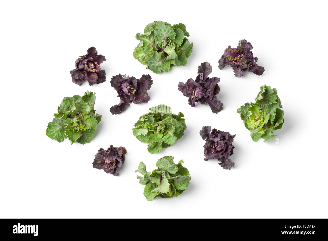 Fresh red and green flower sprouts on white background Stock Photo - Alamy