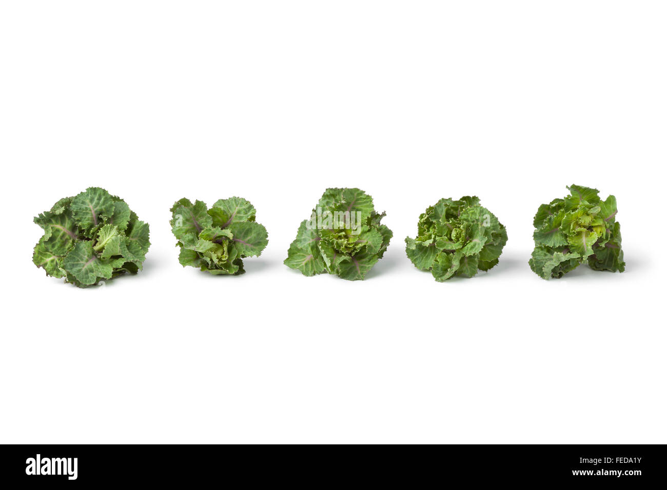 Green flower hi-res stock photography and images - Alamy