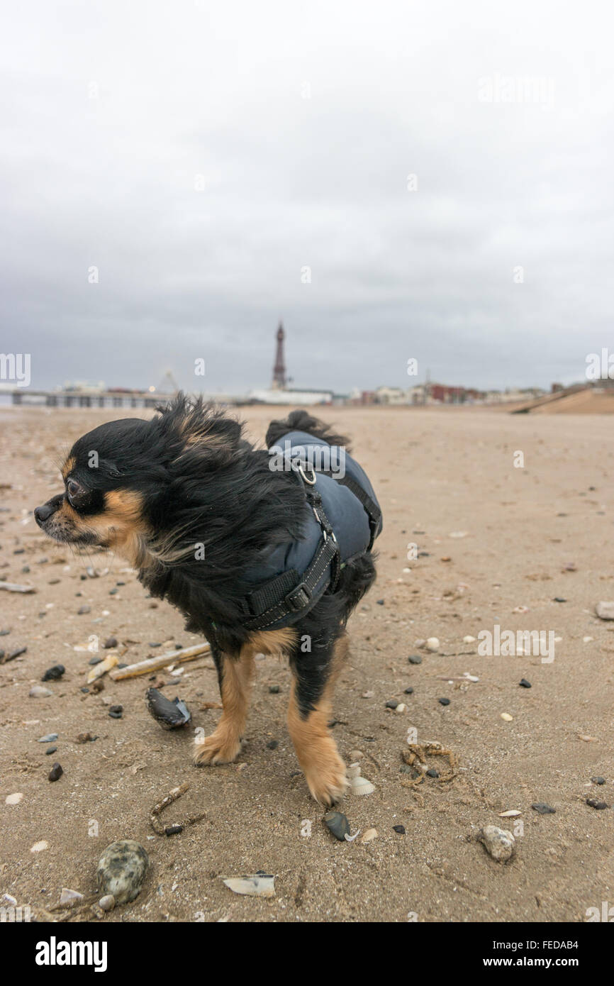 Blackpool,UK. 5th February 2016. Weather news. A cold and windy day ...