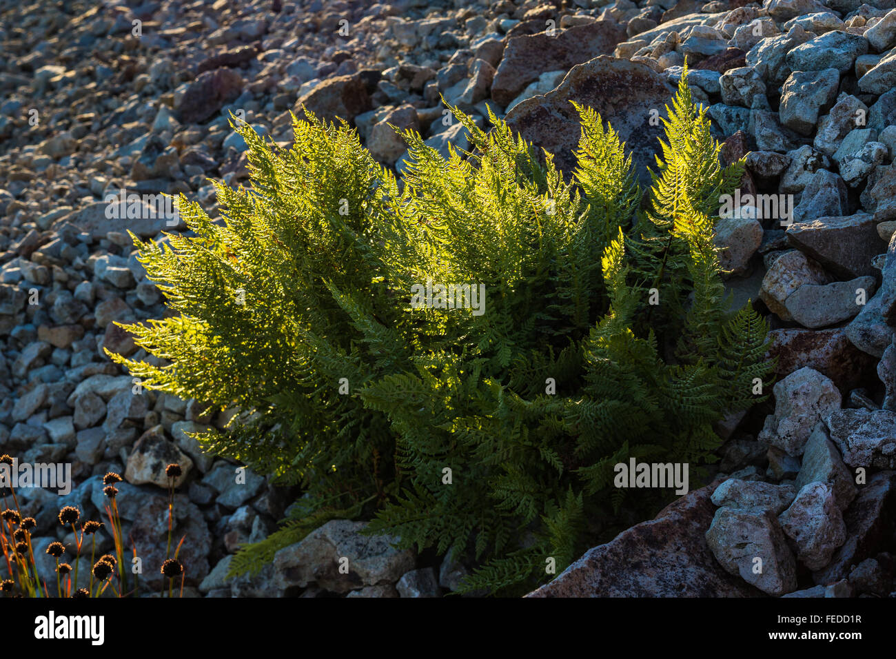 Baker fern hi-res stock photography and images - Alamy