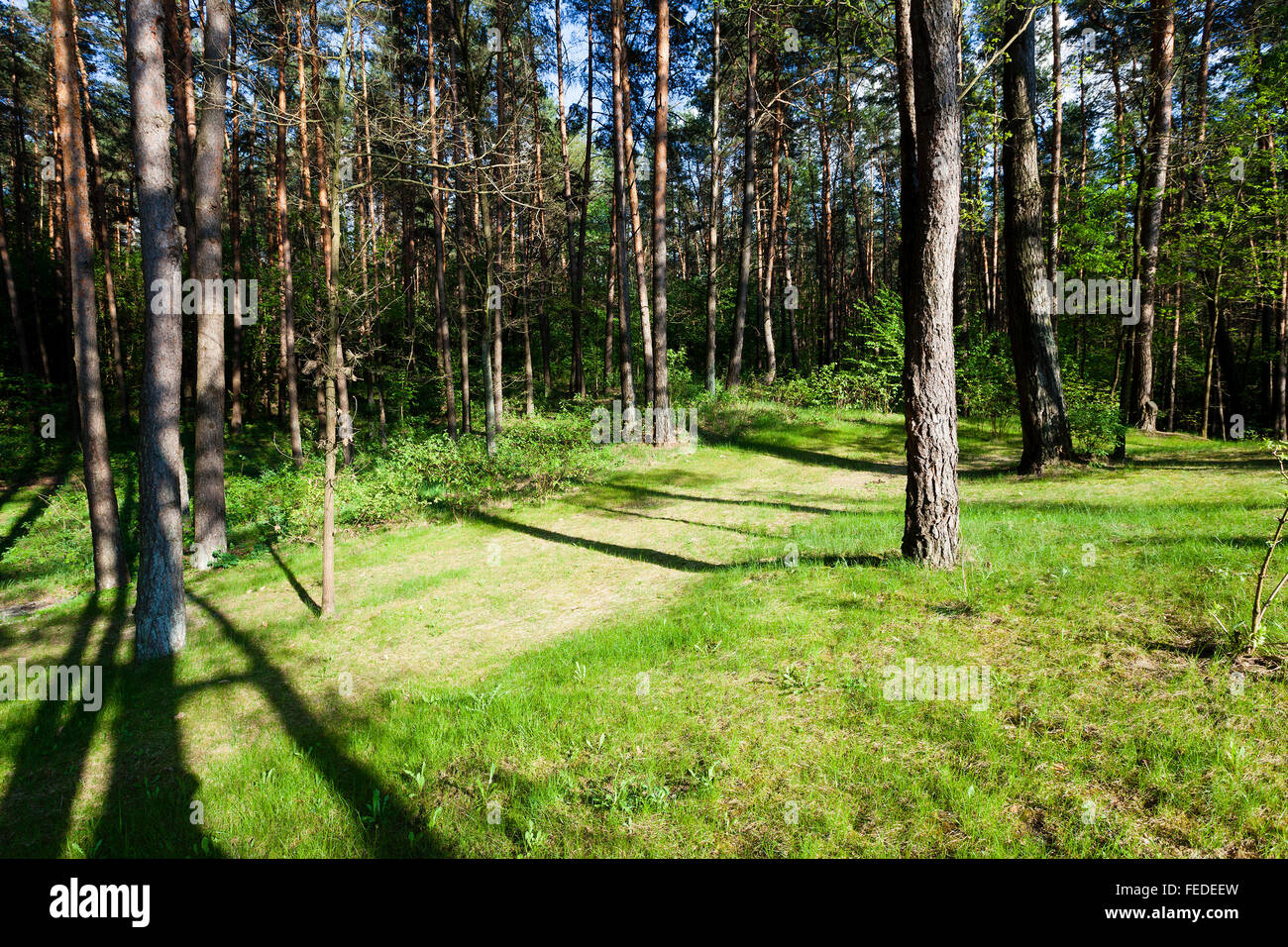 trees in spring Stock Photo - Alamy