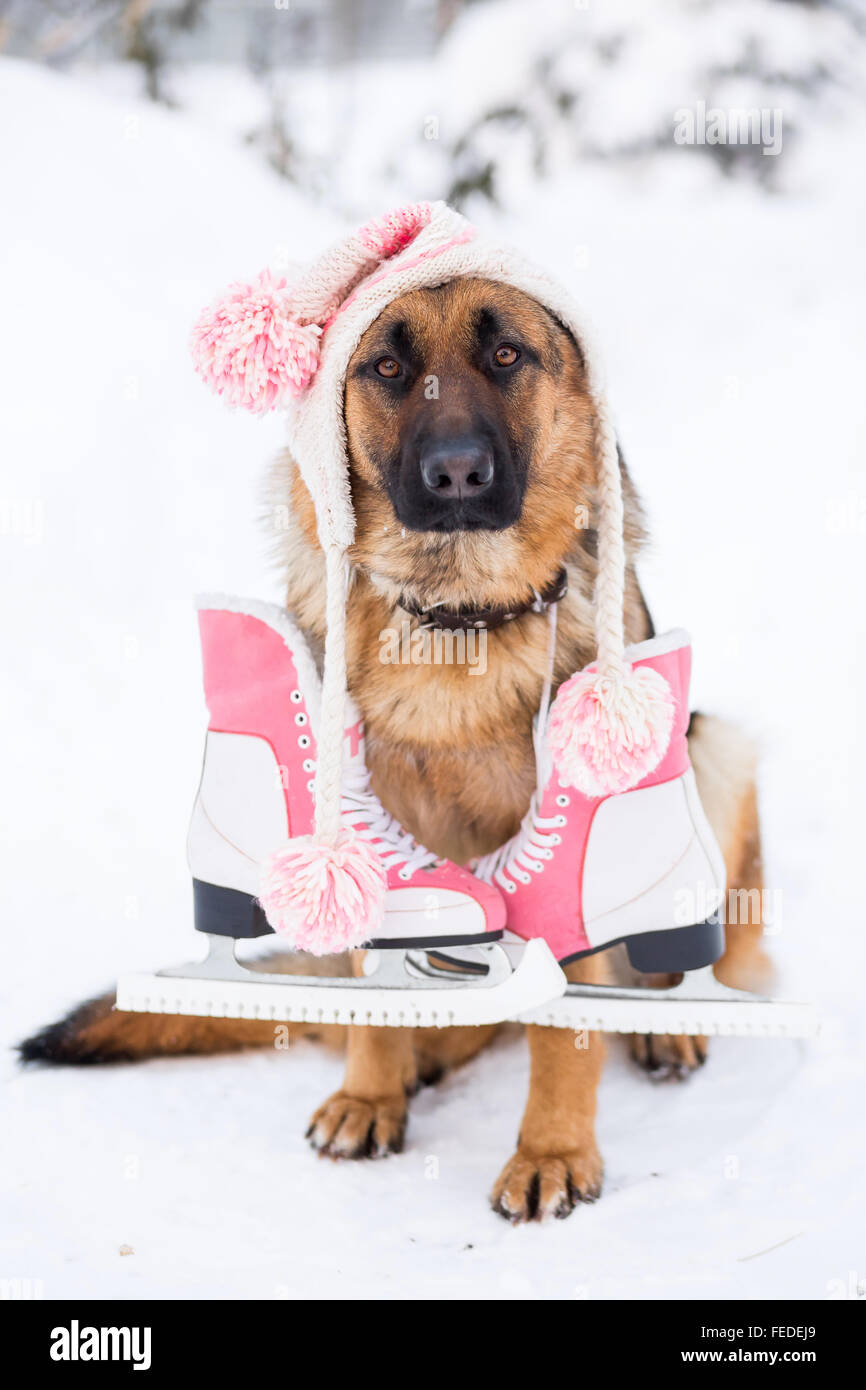 German shepherd dog wearing hat with racing skates Stock Photo - Alamy