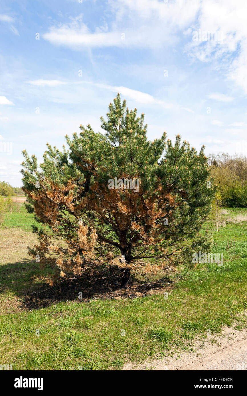 photographed closeup esl, which is partly dried. yellow spruce Stock ...